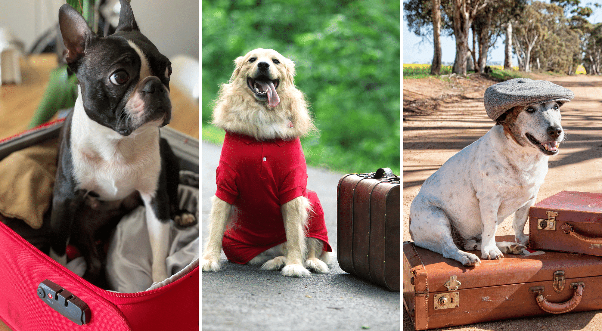 The Best Dog Travel Bags for Every Type of Traveler